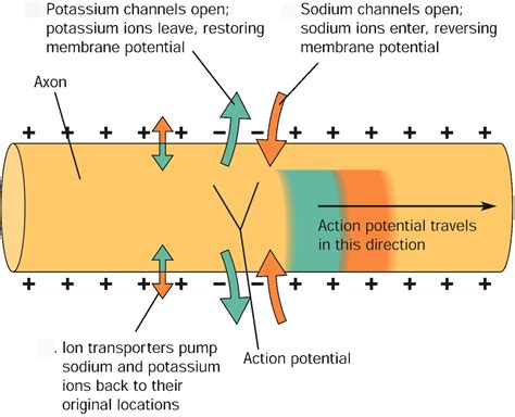 Diagram Of Movement Of Sodium And Potassium Ions During The Action Potential Quizlet
