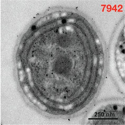 Schematic Illustration Of The Cyanobacterial Thylakoid Membrane Stack