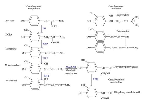 Structures Of Catecholamine Stress Hormones Inotropes And Their Download Scientific Diagram