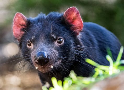 What Eats Or Kills A Tasmanian Devil