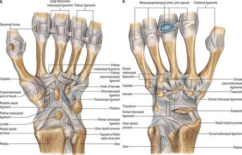 Wrist And Hand Clinical Gate