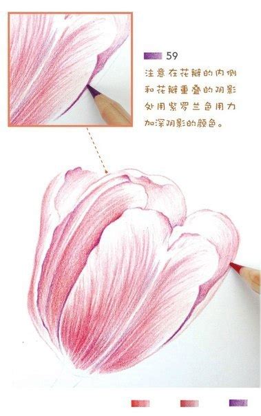 Как нарисовать тюльпан акварельными карандашами поэтапно