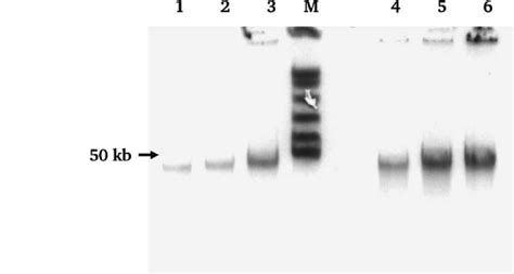 En Masse Loop Size Fragmentation Of Chromatin Derived From Healthy