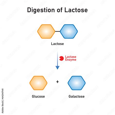 Lactose Molecule Digestion By Lactase Enzyme Concept Design Vector Illustration Stock Vector