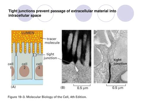 Ppt Cell Cell Adhesion Occurs Through Morphological Structures And Cams Powerpoint
