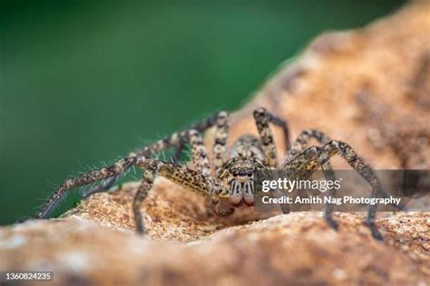 Big Hairy Spiders Photos And Premium High Res Pictures Getty Images