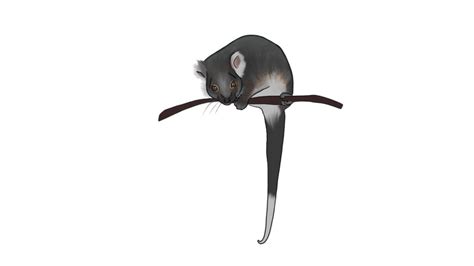 Common Ringtail Possum Fact Sheet