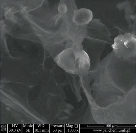 Sem Micrographs Of Collagen Matrix Containing Polyvinyl Alcohol
