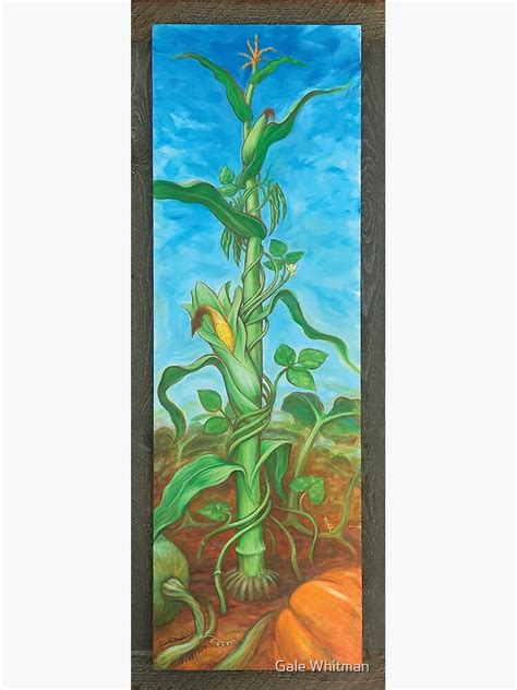 Three Sisters Corn Beans And Squash Framed Art Print For Sale By