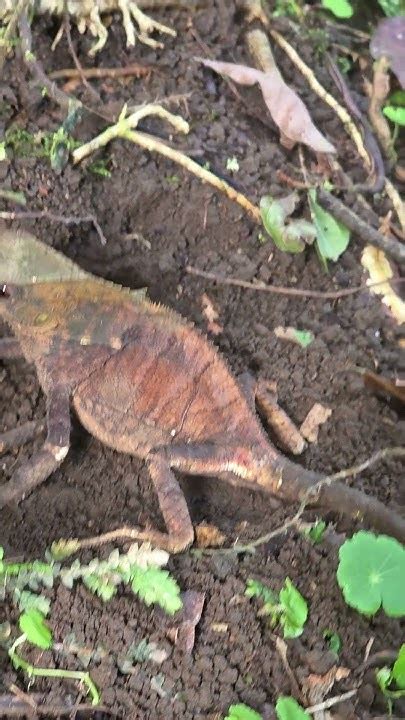 Perro Zompopo En La Montaña Youtube