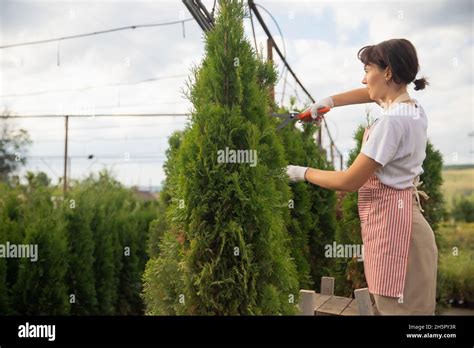 Worker Use Secateurs Cutting Thuja Autumn Pruning Conifer Shrubs Garden