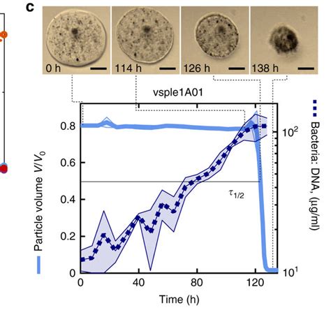 Particle Degradation Dynamics Of Bacteria Isolated From Chitin Download Scientific Diagram