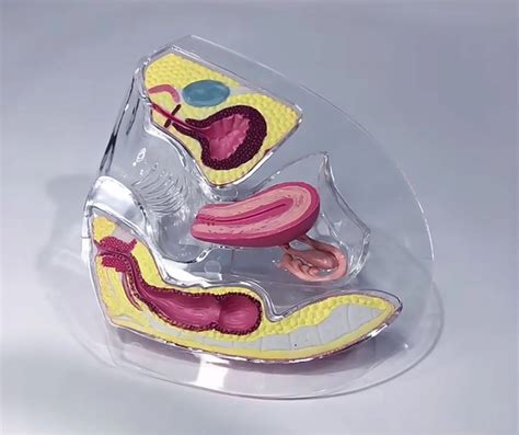 Female Anatomical Model Reproductive System Anatomical Model
