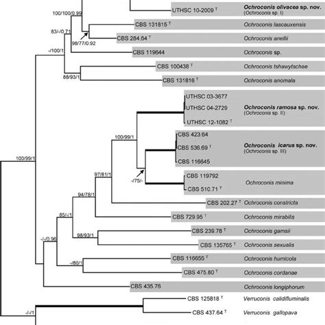 Bayesian Tree From A Concatenated Data Set Including The Five Regions Download Scientific