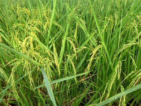 တောင်တွင်းကြီးမြို့နယ်တွင် မိုးစပါးများ အောင်မြင်ဖြစ်ထွန်း Information And Public Relations