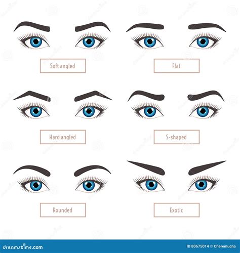 Basic Eyebrow Shape Types Vector Illustration 76223692