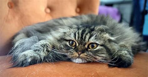 Some Days Lola Is L O N G Some Days Lola Is R O U N D Today Lola Is F