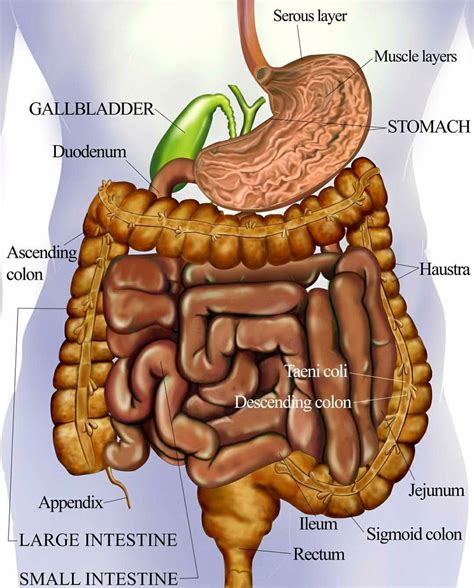 Stomach Dietitian Medical Medicine Med School Active Ingredient