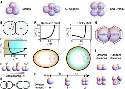 Schematics And Definitions Of Early Embryo Dynamics A Schematic