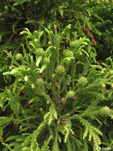 Cryptomeria Japonica D Don Azorean Biodiversity Portal