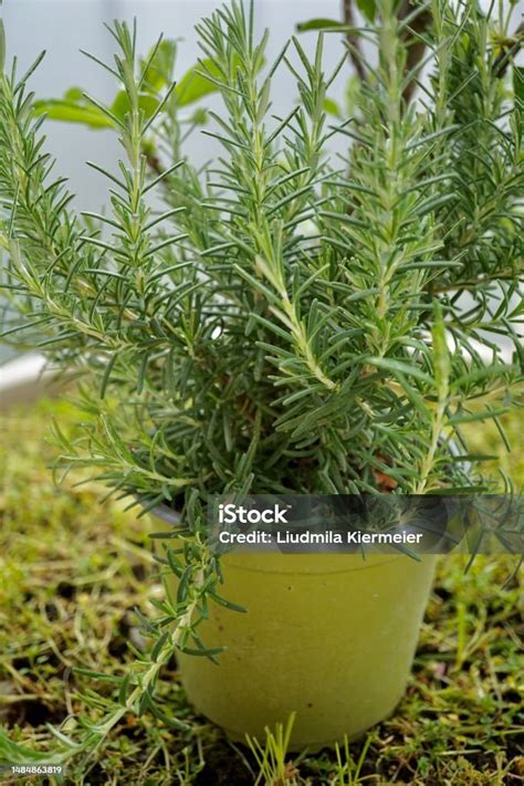 일반적으로 로즈마리로 알려진 샐비어 Rosmarinus는 향기로운 상록수 바늘 모양의 잎과 흰색 분홍색 보라색 또는 파란색 꽃이 있는 관목으로 지중해 지역이 원산지입니다