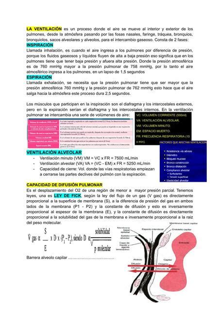 Ventilación Difusión Y Perfusión Mecanismo Fisiológico Jeremy Castillo Udocz