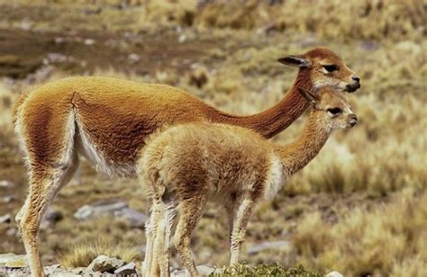 Vicuña Descripción Características Alimentación Y Hábitat