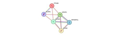 Nphp1 Gene Genecards Nphp1 Protein Nphp1 Antibody