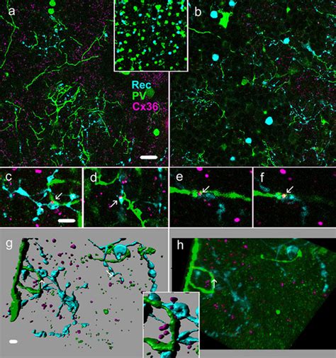 Cx36 Plaques Form Heterologous Bc To Bc Gjs In The Inner Retina A B
