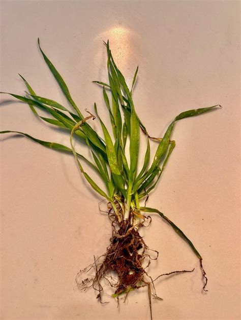 Id Grass Weed Rlawnsolutionsaus