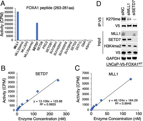 Setd7 Functions As A Transcription Repressor In Prostate Cancer Via Methylating Foxa1 Pnas