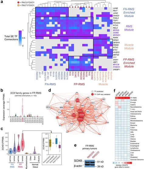 Sox8 Is A Highly And Uniquely Transcribed Core Regulatory Tf In Download Scientific Diagram