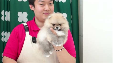 부산강아지분양 포메라니안 세이블 애교많고 사랑스럽고 귀여운 갓벽한 아기강아지 보고가세요 Feat 김해 마산 진해 통영 창원 양산 경남강아지분양 Youtube