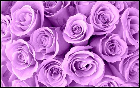 Natural Rose Flower Hd Pictures Best Flower Site