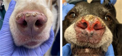 Nasal Planum Dermatoses Of The Dog Veterinary Clinics Small Animal Practice Nasal Planum Dermatoses Of The Dog Veterinary Clinics Small Animal Practice