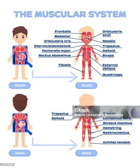설명과 인간의 근육 시스템 전면 및 후면 보기입니다 해부학 및 생물학 수업을위한 워크 시트 포스터 인쇄용 만화 스타일 흰색 배경입니다 어린이를 동반한 교육을 위한 벡터