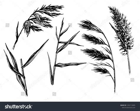 Reed Hand Drawn Sketch Set Water Stock Illustration 1292112895 Shutterstock