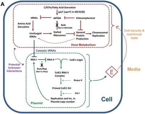 The Diagram Shows Stringent Control Plasmid Replication And A Download Scientific Diagram