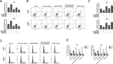 Lncrna Meg3 And Mir 19a Mediated Glioma Proliferation Apoptosis And