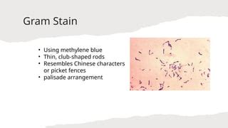 Microbiology Presentation Diphtheriae Pptx