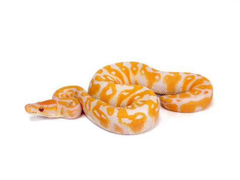 Orange Albino Ball Python Orange Albino Ball Python