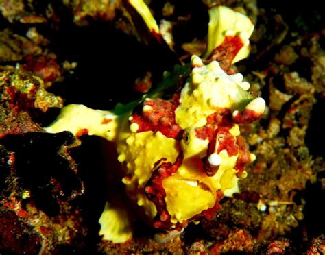 Warty Frogfish Facts Diet Habitat And Pictures On Animaliabio