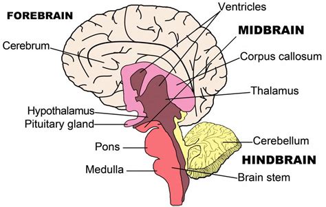 Brain Diagram And Functions Of Parts Surface Anatomy Of Brai