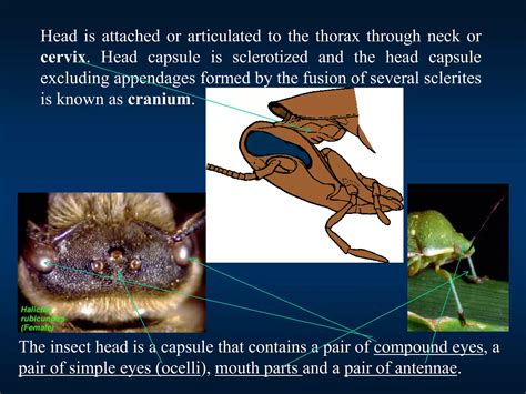 Lec 6 Body Segmentation Structure Of Head And Its Typesppt