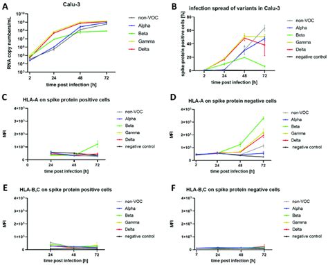 Time Course Of Spike Protein Hla A And Hla B C Expression Levels