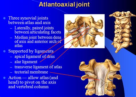 Mbbs Medicine Humanity First Joints Of Bones Of Trunk
