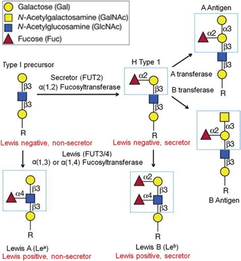 Biosynthesis Of Type I Hbga The Type I Precursor Contains The Sugars Download Scientific