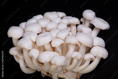 Shimeji Mushroom Gone Bad At Becky Uhl Blog