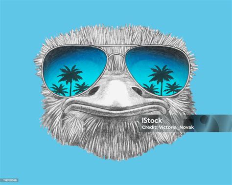 선글라스와 타조의 초상화 손으로 그린 그림입니다 벡터 절연 요소입니다 귀여운에 대한 스톡 벡터 아트 및 기타 이미지 귀여운 그리기 농장 Istock