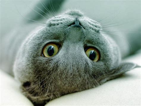 Фото Кошка лежит на спине